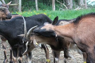 Goat Body Language FAQ - Goat Journal